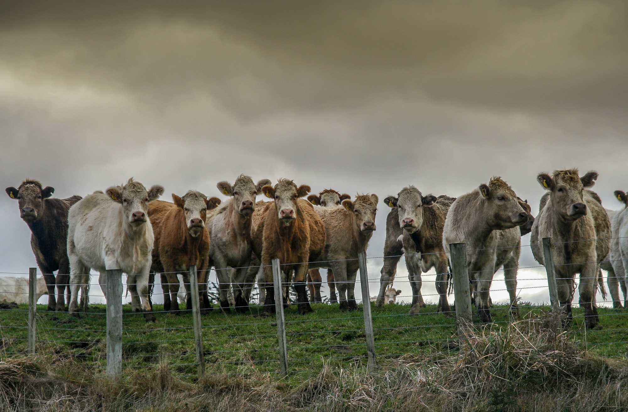 German Biogas implement ideas for Environment & climate change.